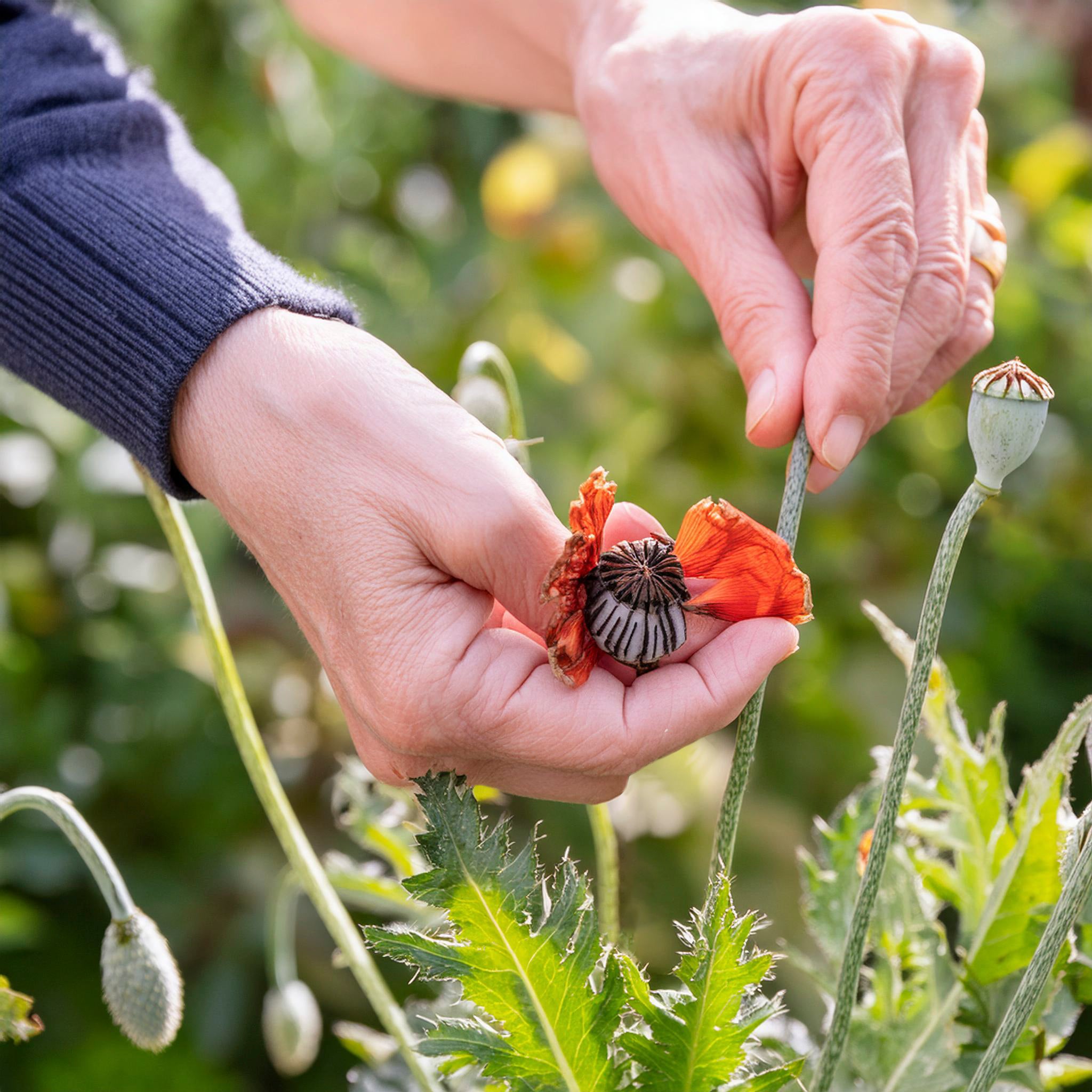 Corn Poppy Flower Seeds Packet – Chive Ceramics Studio