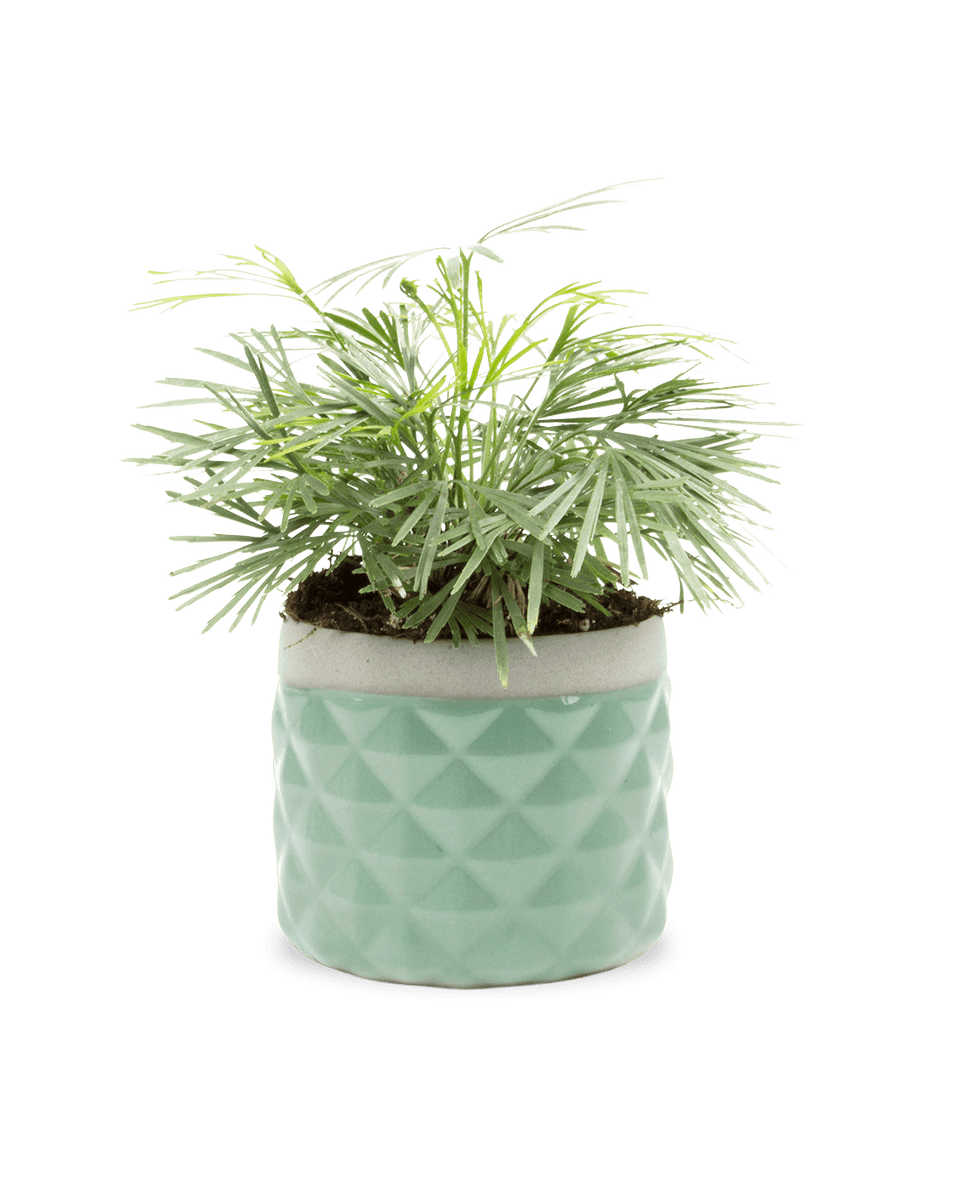 Pina Ceramic Succulent Planter Pot