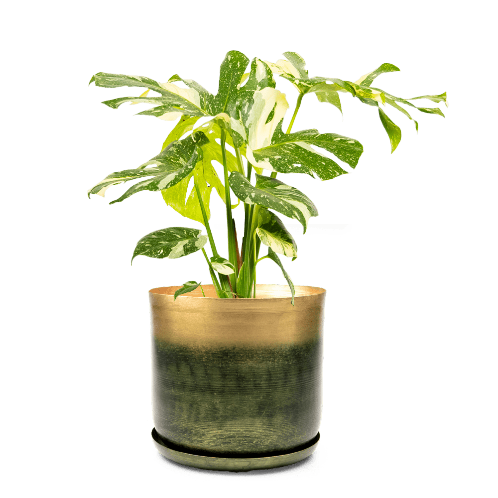 Joe Metal Pot With Drainage Hole | 7, 8, 10 & 12 inches