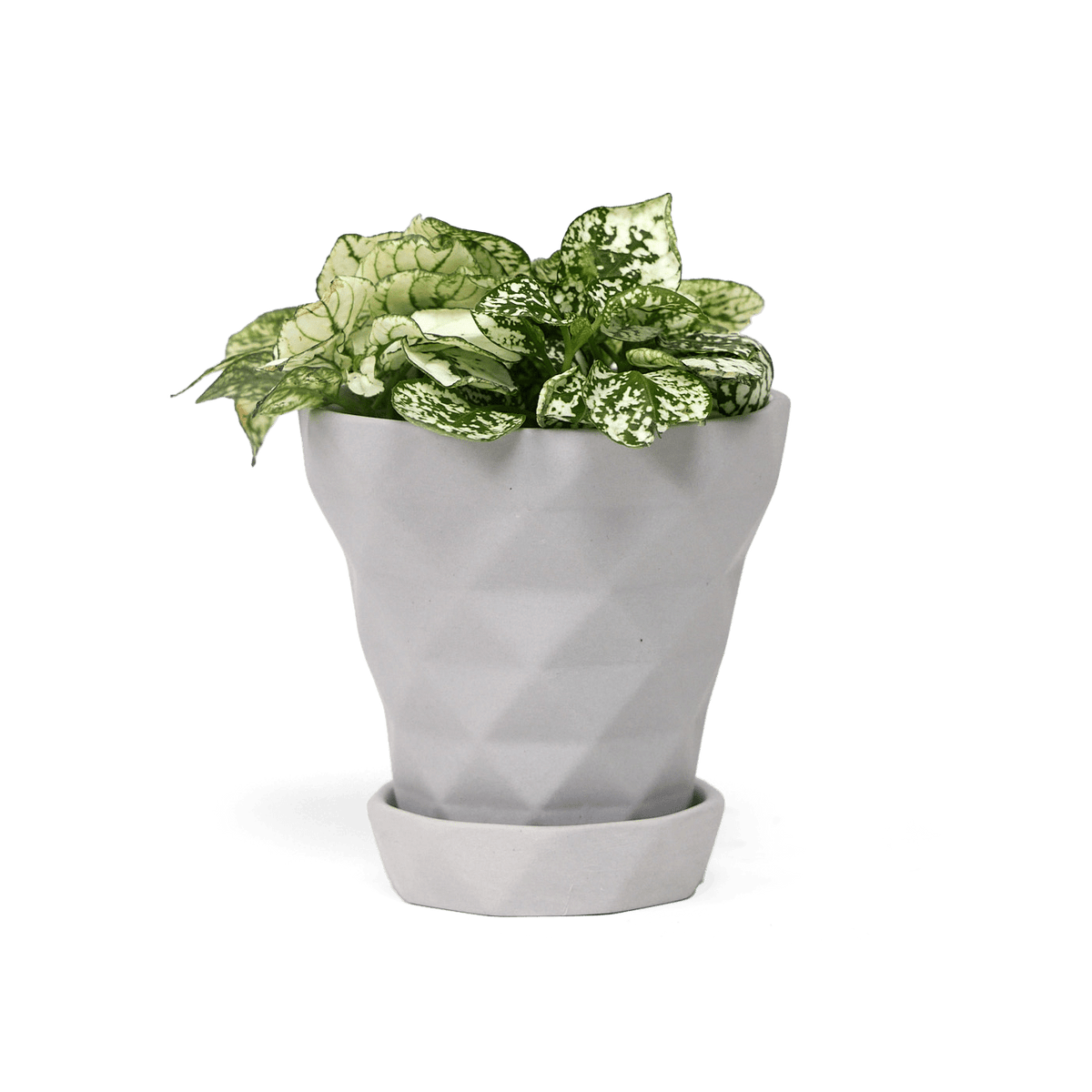 Diamond Pot